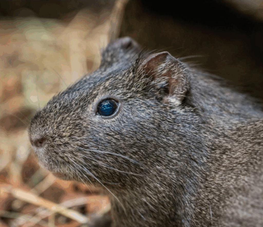 Cane Rat Farming Training Empowers Rural Communities in Grand Gedeh ...